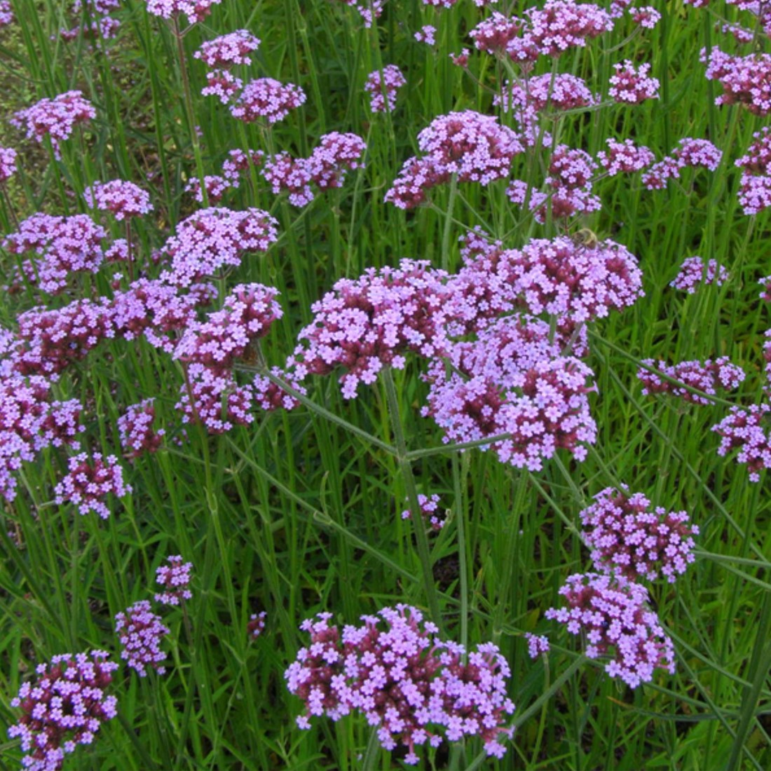 IJzerhard - Verbena bonariensis (Sixpack) Gartencenter Koeman